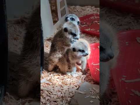 Watch four adorable meerkat siblings wrestle and play