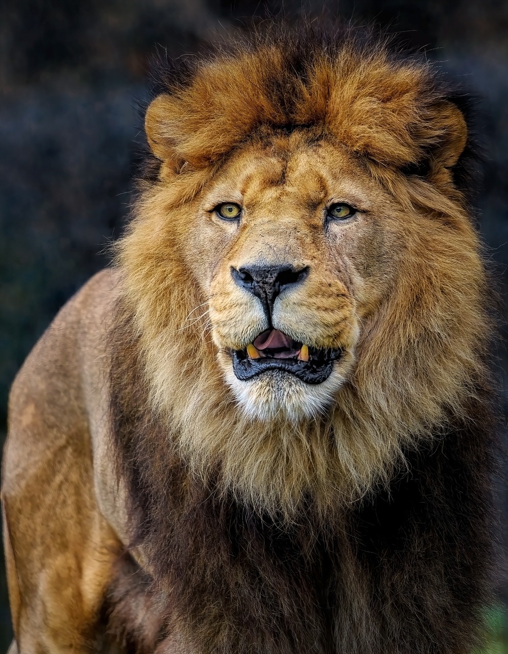 8 Animals That Could Hurt You - But Usually Run First