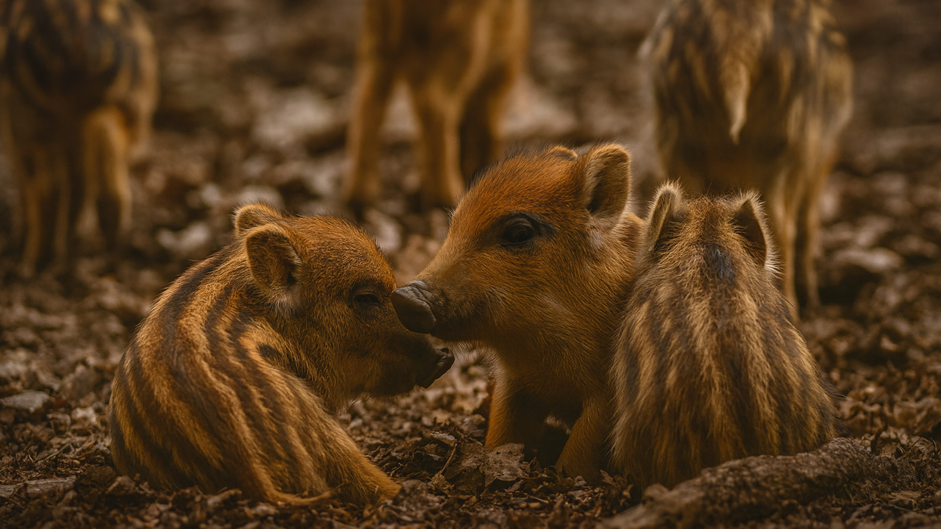 Playful Wild Boar Piglets in the Forest