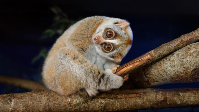 What is the world's slowest animal?