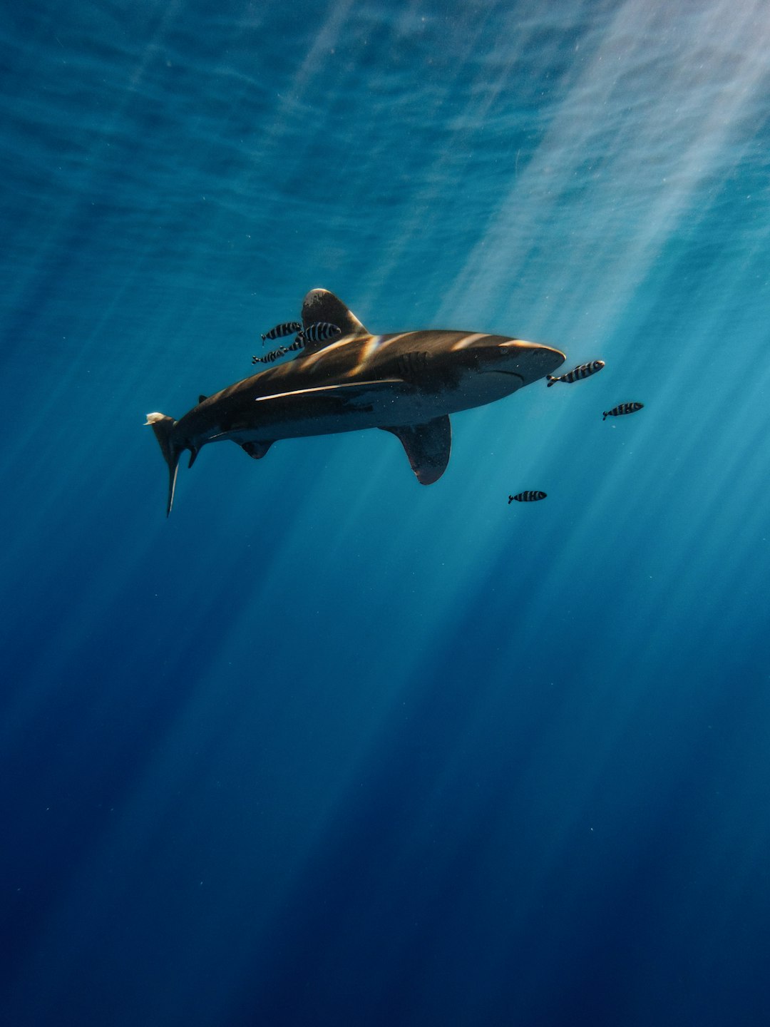 7 Animals Hollywood Made Look Dangerous - But Aren't
