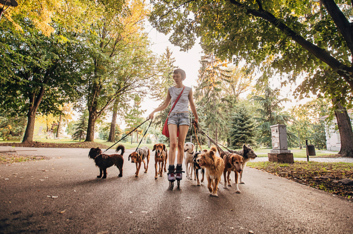 7 Signs Your Dog Sees You as Their Pack Leader