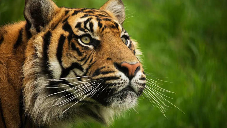 6 surprising facts about tigers you didn’t know