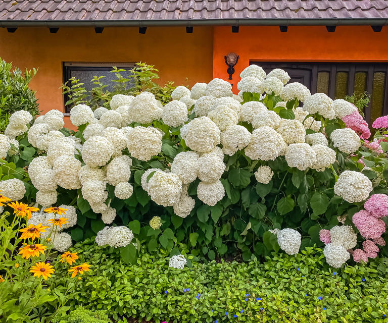 How Big Does a Hydrangea Get? 9 Lovely Large & Small Varieties That ...