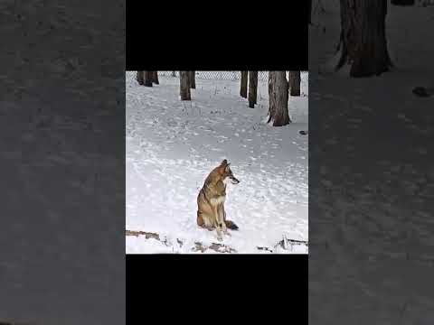 Red wolf pack demonstrates strong family bonds