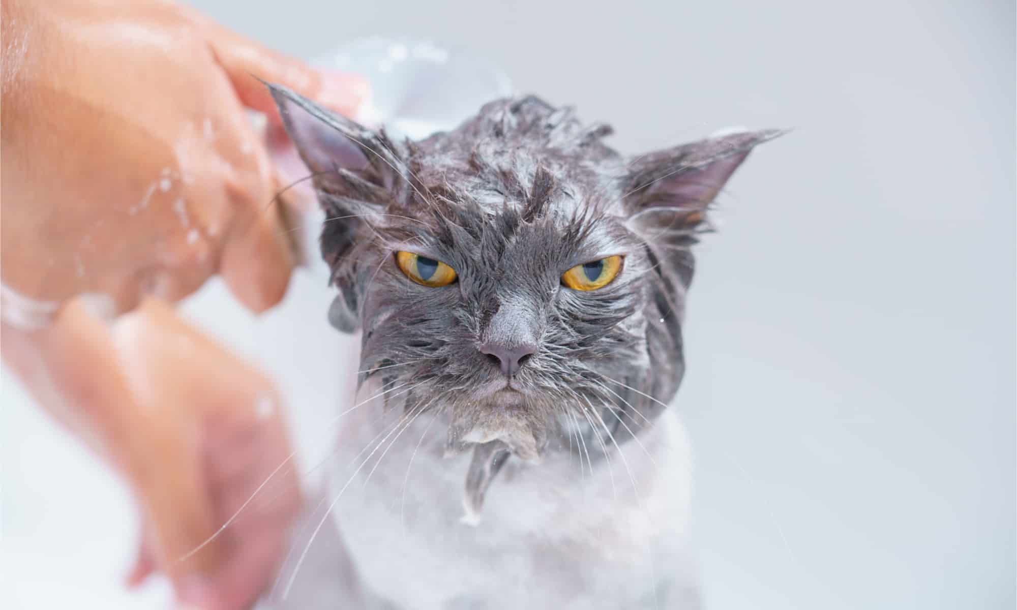 7 Animals That Hate Water