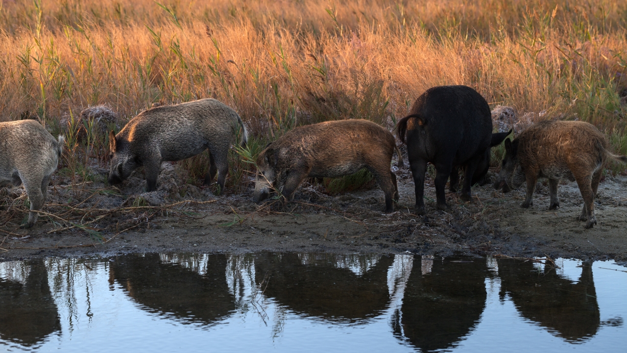How to Keep Wild Hogs Off Your Property