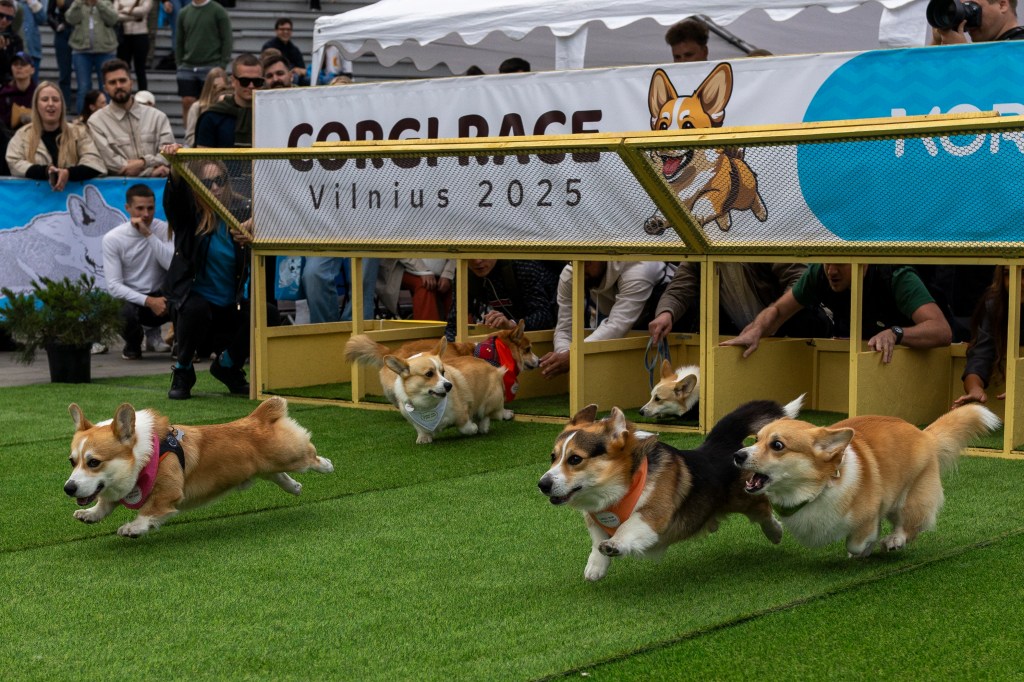 Hundreds of adorable corgis compete to be top dog in international ...