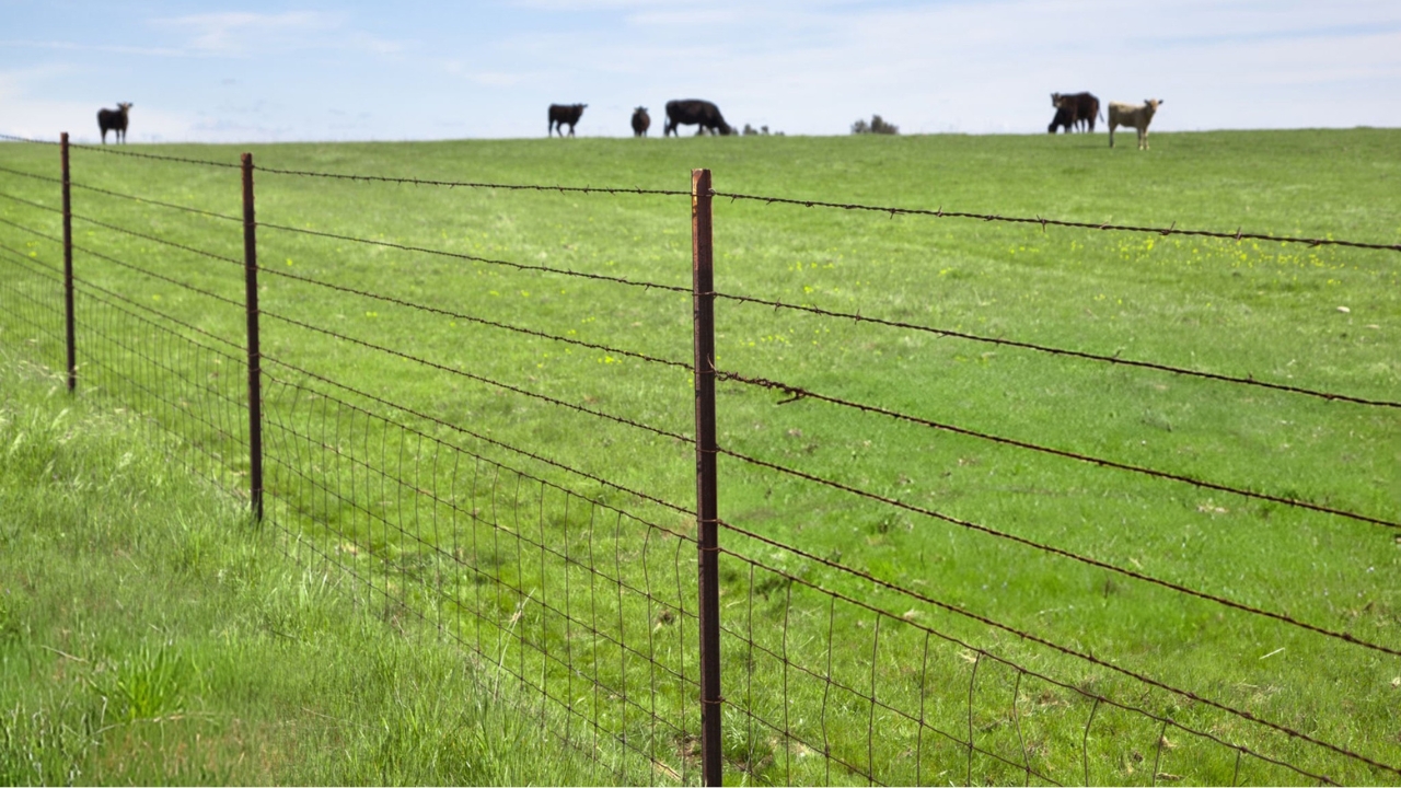 How to Keep Wild Hogs Off Your Property