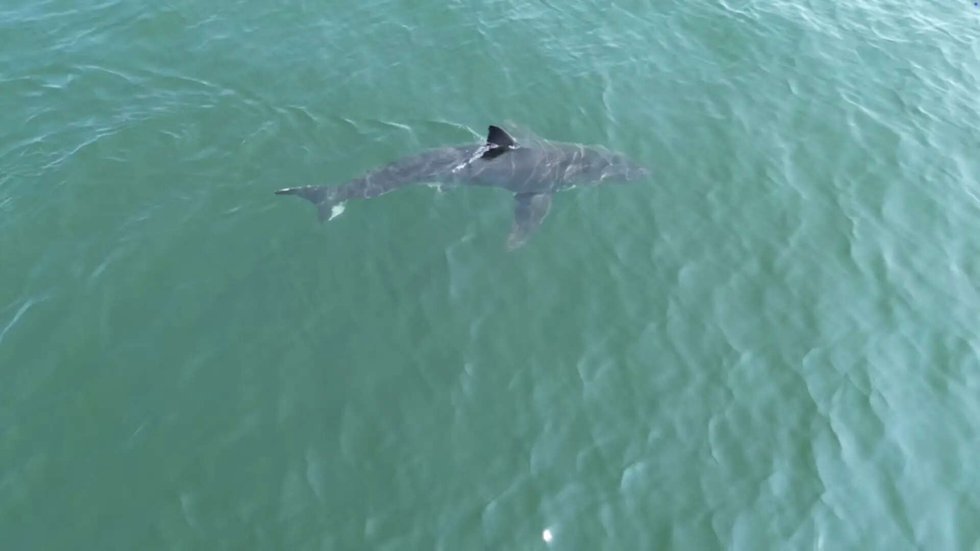 Jaws Sharks have new home: What are possibilities of shark attack in ...