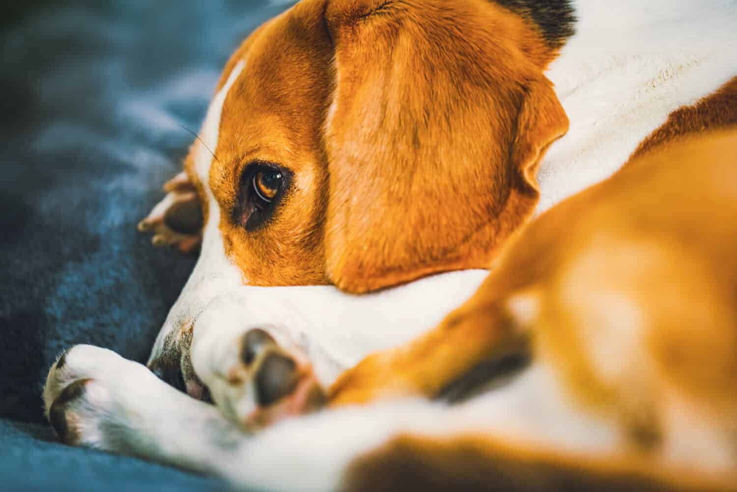 5 Reasons Why Beagles Make Great Family Dogs