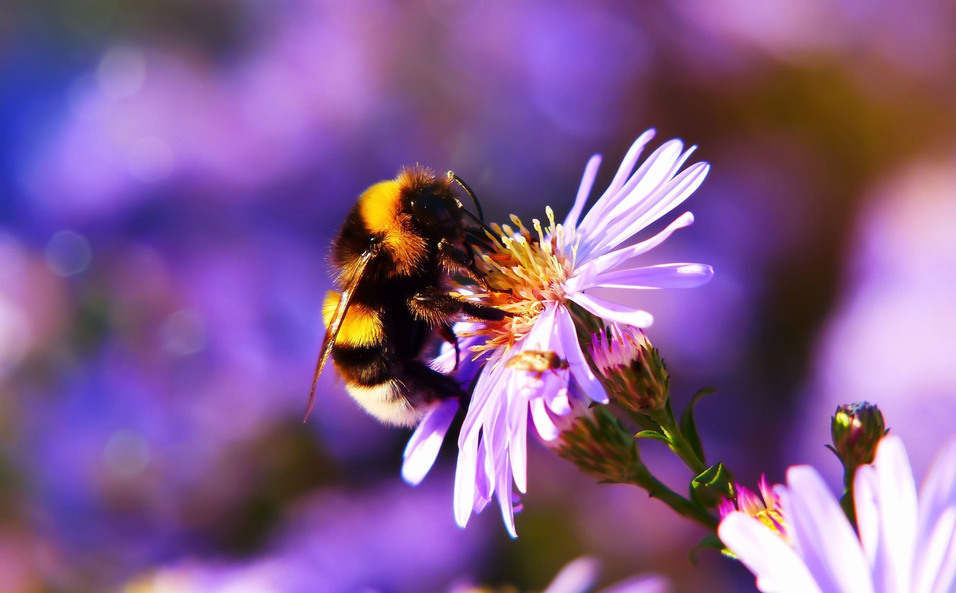 Everything you need to know about bees