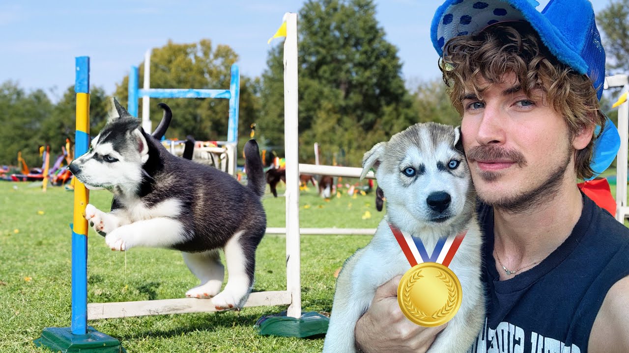 Rescue puppies master professional training