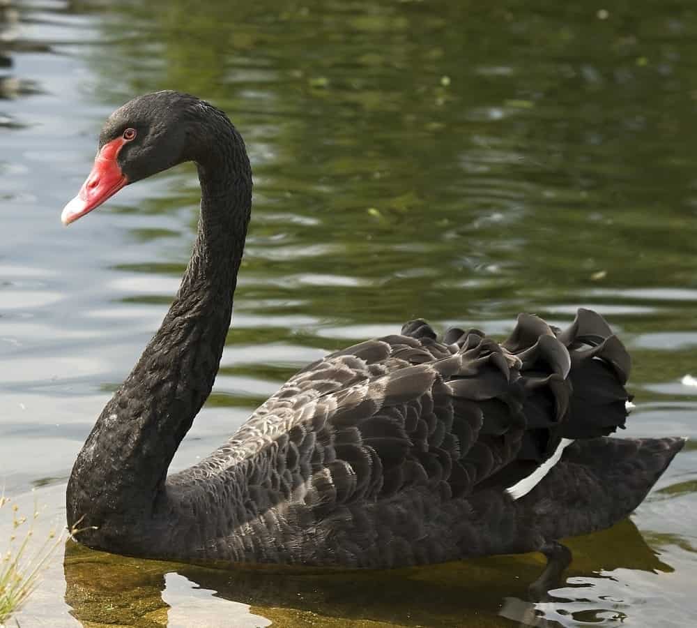 28 Animals You Can See at Disney’s Animal Kingdom