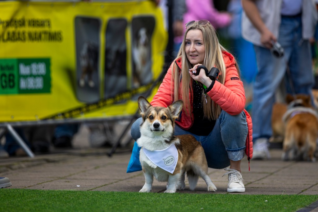 Hundreds of adorable corgis compete to be top dog in international ...