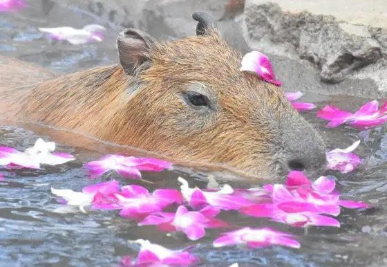 Capybara spa sparks global love for giant rodents
