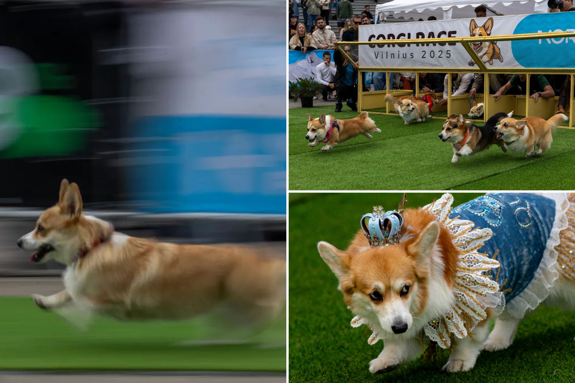 Hundreds of adorable corgis compete to be top dog in international ...