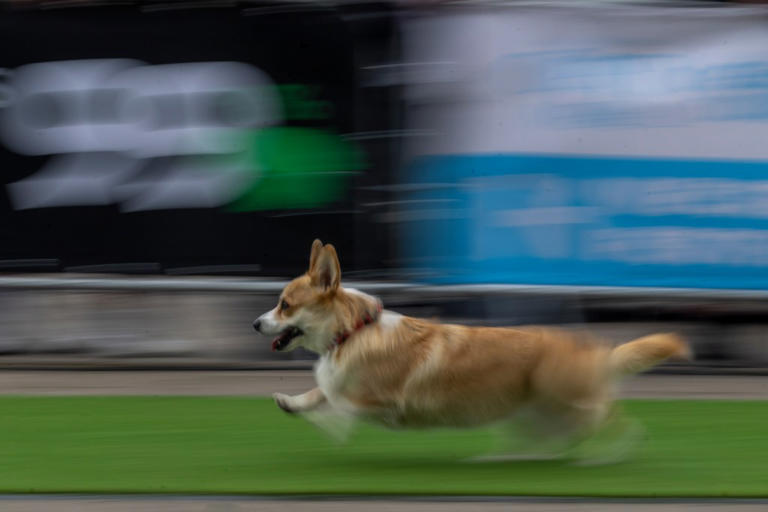 Hundreds of adorable corgis compete to be top dog in international ...