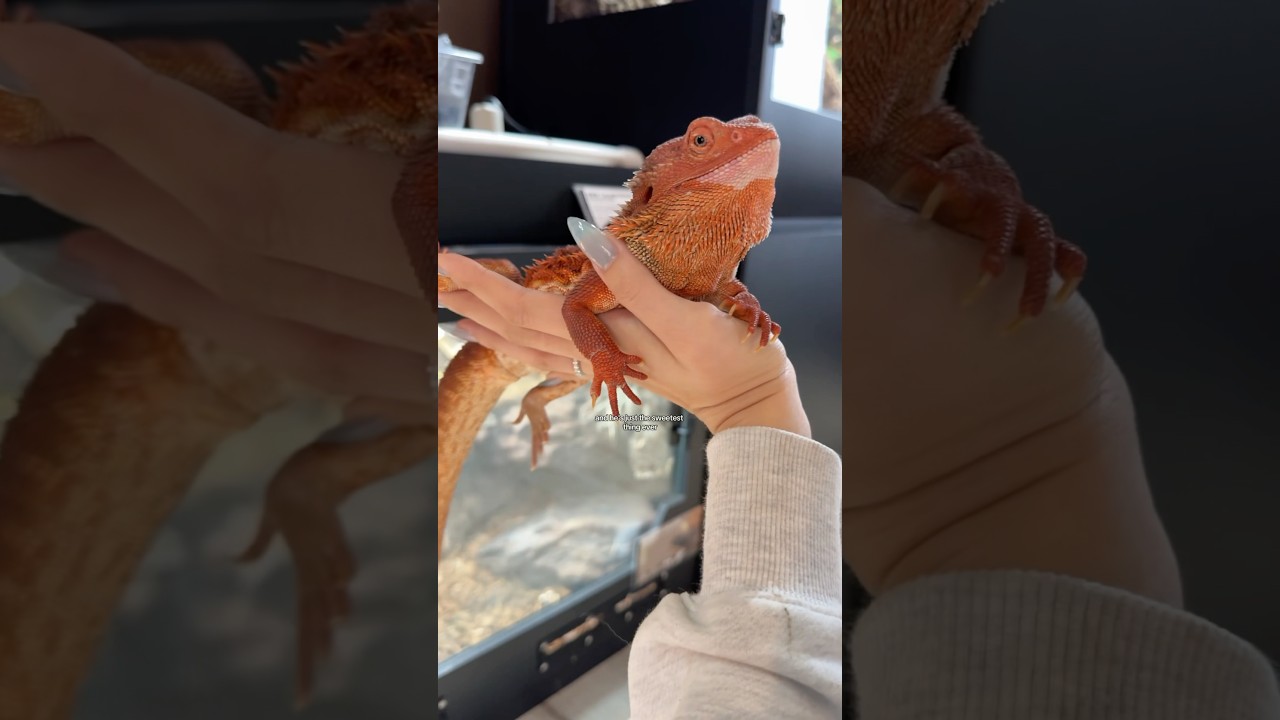 Meet my new baby bearded dragon, name ideas needed!