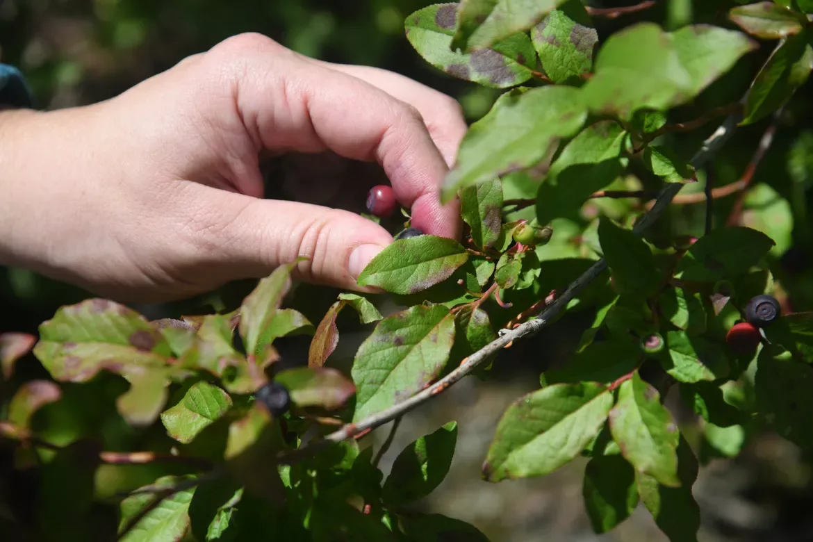 Lost huckleberry picker found himself in a jam for several days until ...