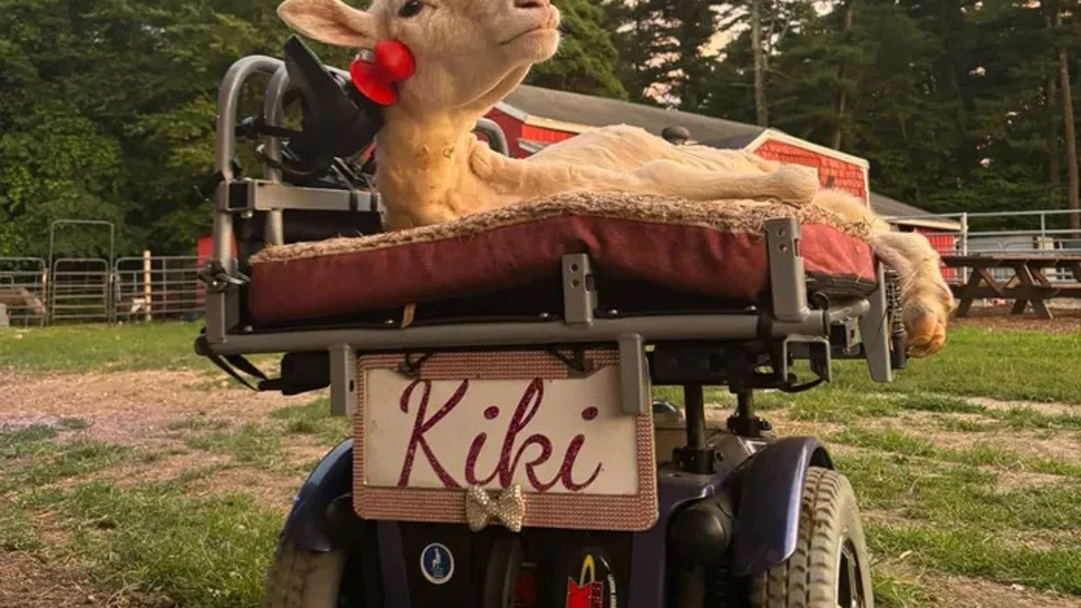 La increíble historia de Kiki: la oveja que aprendió a manejar su ...