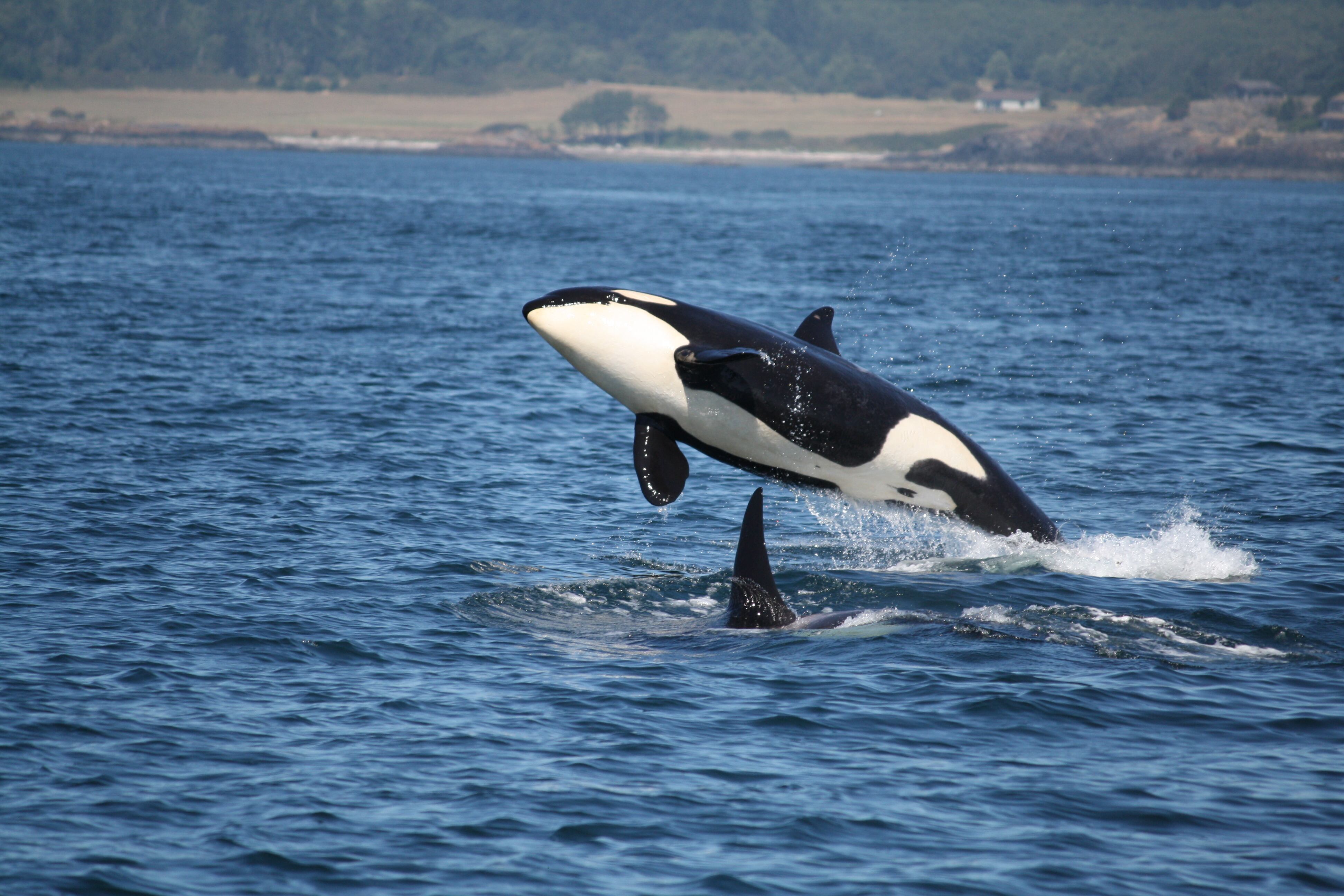Nuevo susto con orcas en Cádiz: un catamarán acaba rescatado