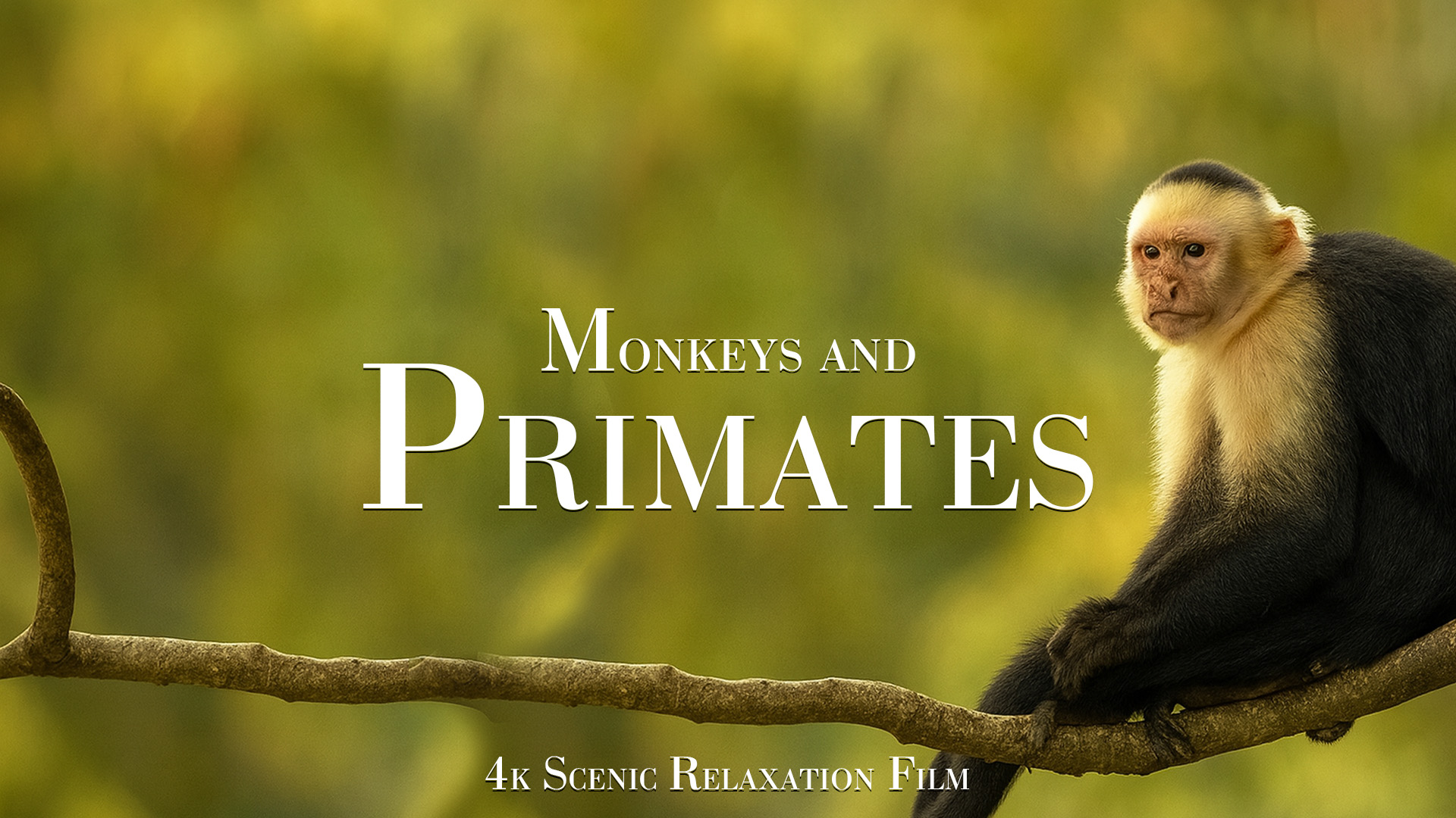 A Journey Through Primates of South and Central America – Captured in 4K