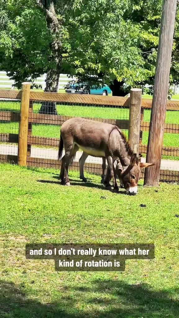 Will Mr. Hank Win Over the Donkey Ladies This Week?