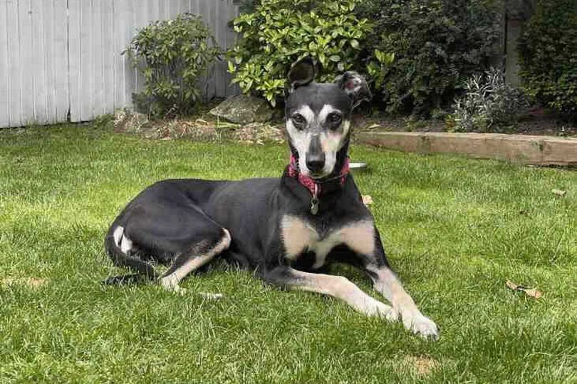 Meet six Durham dogs with RSPCA still looking for a home after a ...