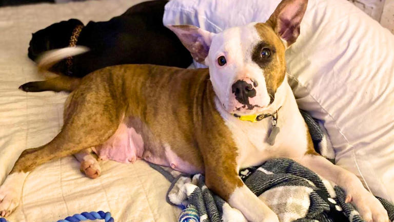 How a Good Samaritan Stepped Up to Help This Young Dog Who is "Sweet as ...