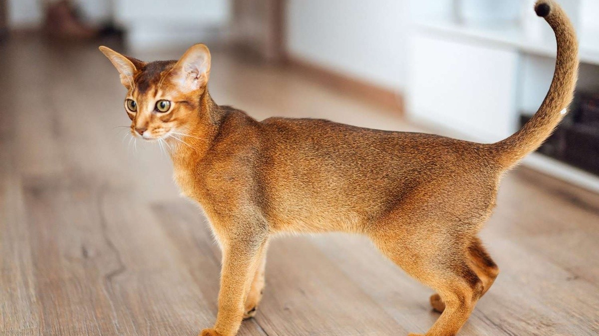 The most playful cat breeds for people who normally prefer dogs