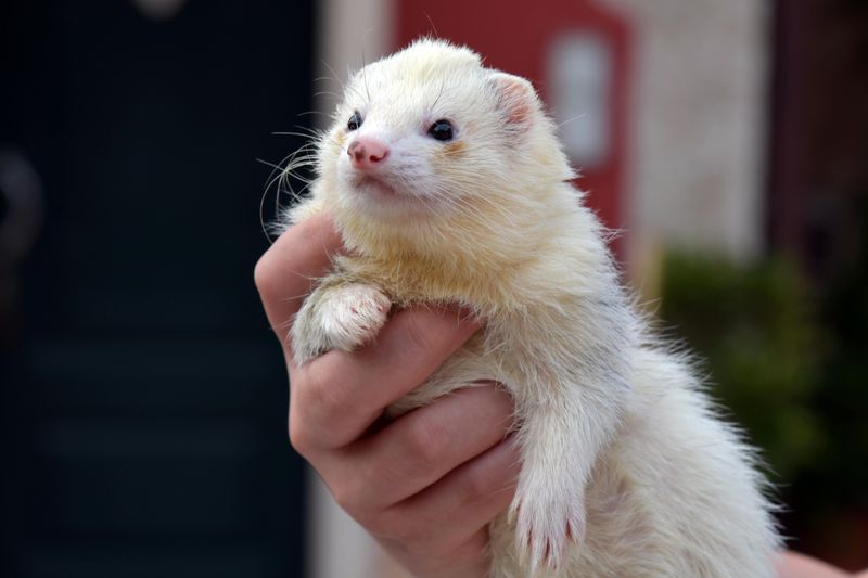 Things To Consider Before Getting A Ferret