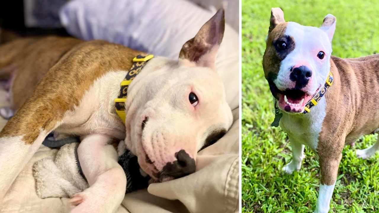 How a Good Samaritan Stepped Up to Help This Young Dog Who is "Sweet as ...