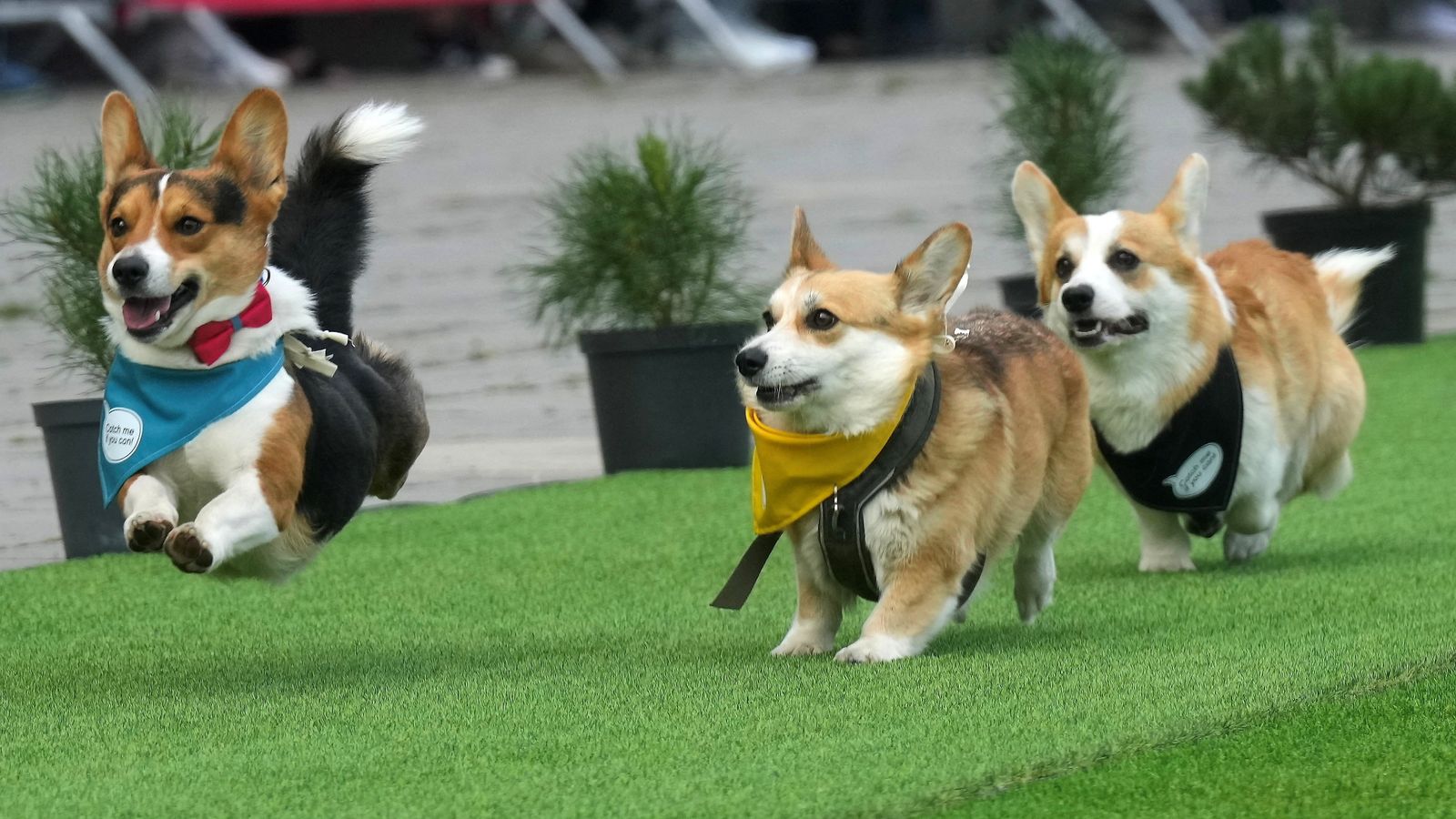 Dozens of corgis compete in international race