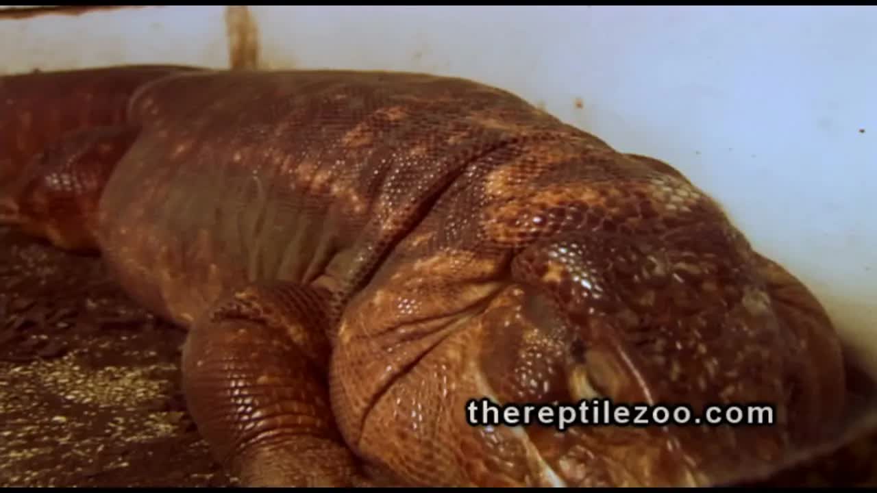 Visit a reptile zoo with snakes, lizards, and turtles