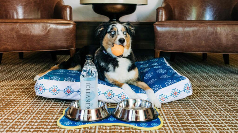 Traveling with your dog? These hotels will treat you and your pet like VIPs