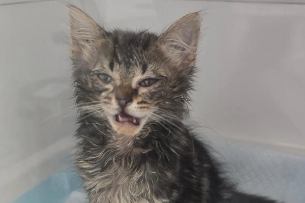 Life at cat rescue 'crazier by the minute' amid kitten dumping and cruelty