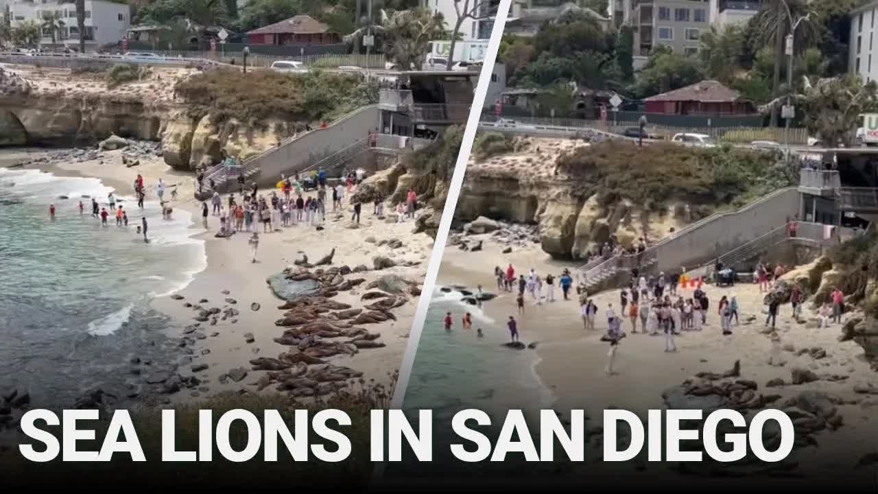 Sea lions in San Diego