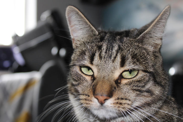 Mama Cat Gives Her Own Baby the ‘Stink Eye’ and Moms Everywhere Get It