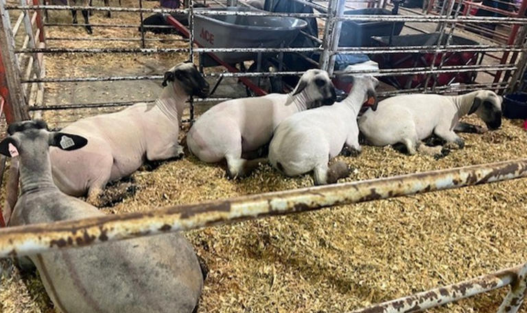Animals at Oregon State Fair get special treatment amid heat wave