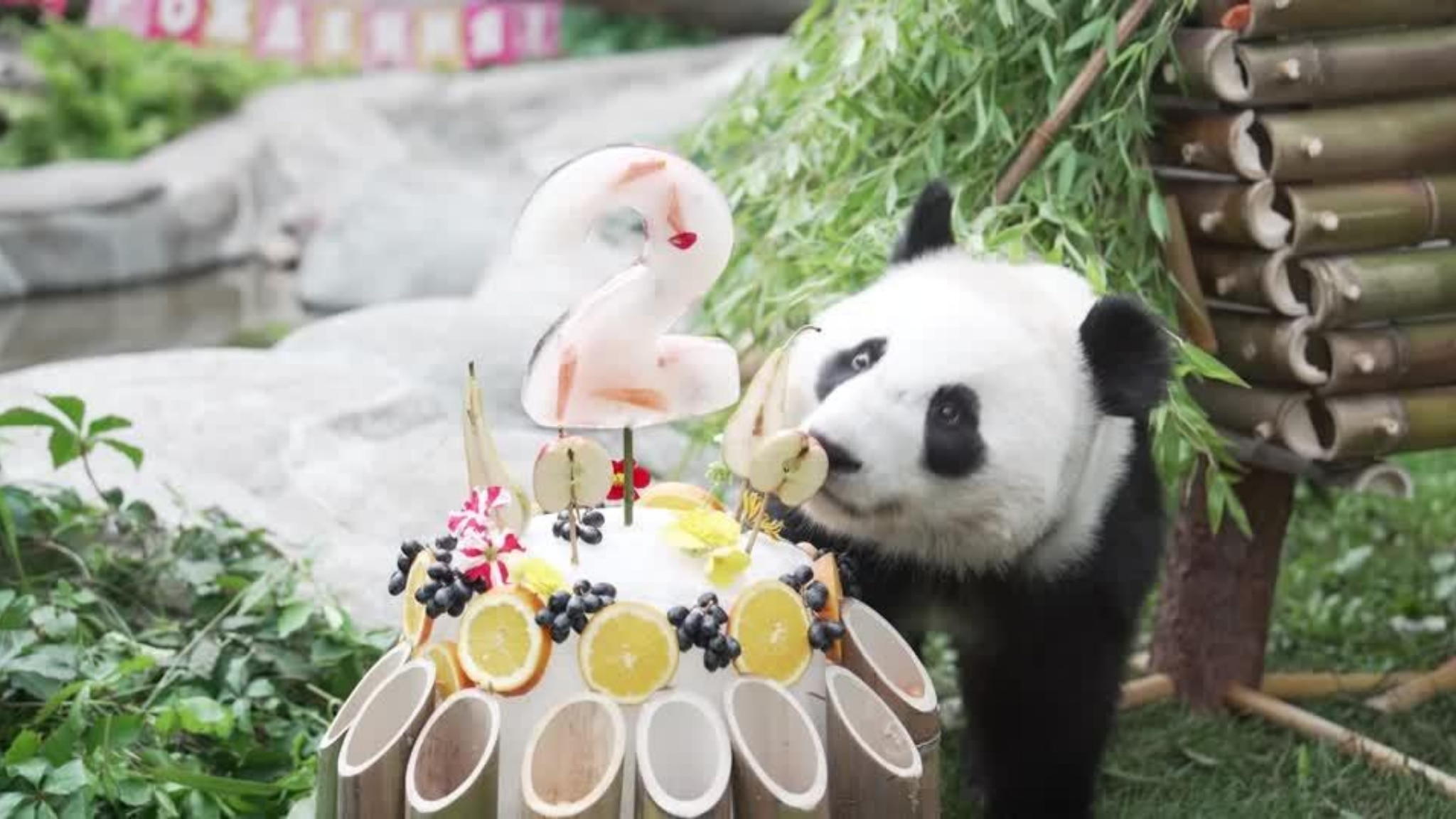 Katyusha, il cucciolo di panda dello zoo di Mosca, in prestito dalla ...