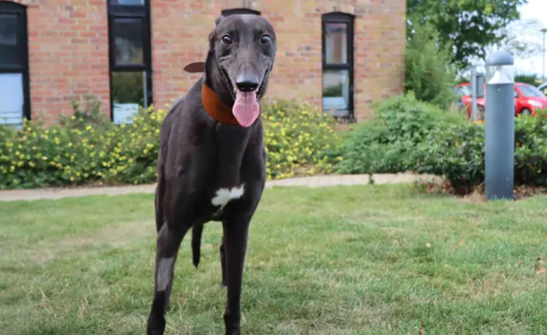 These 19 charming dogs and puppies at the Dogs Trust are looking for ...