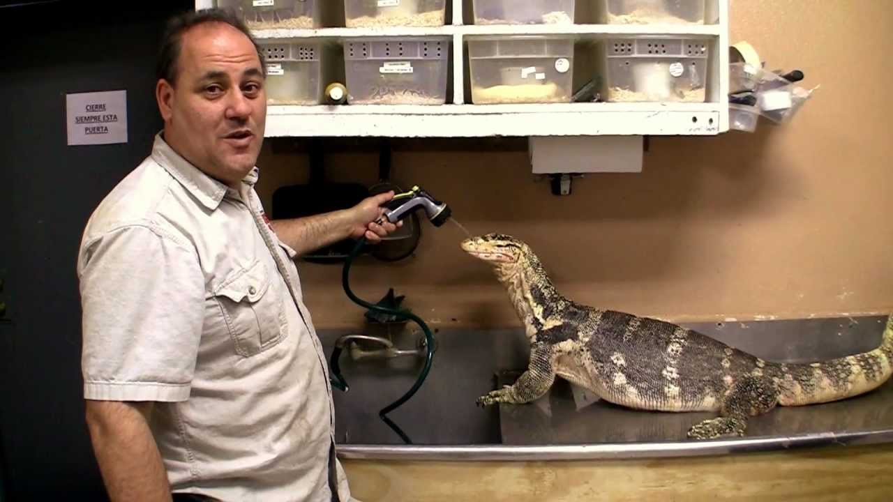 Jay Brewer gives Frank the monitor lizard a spa day