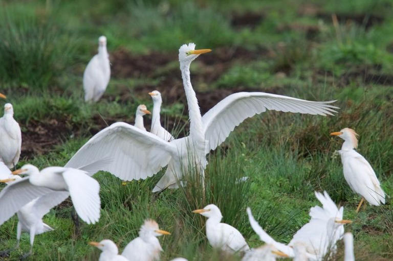Critical appeal launched to help protect flagship Somerset nature reserve