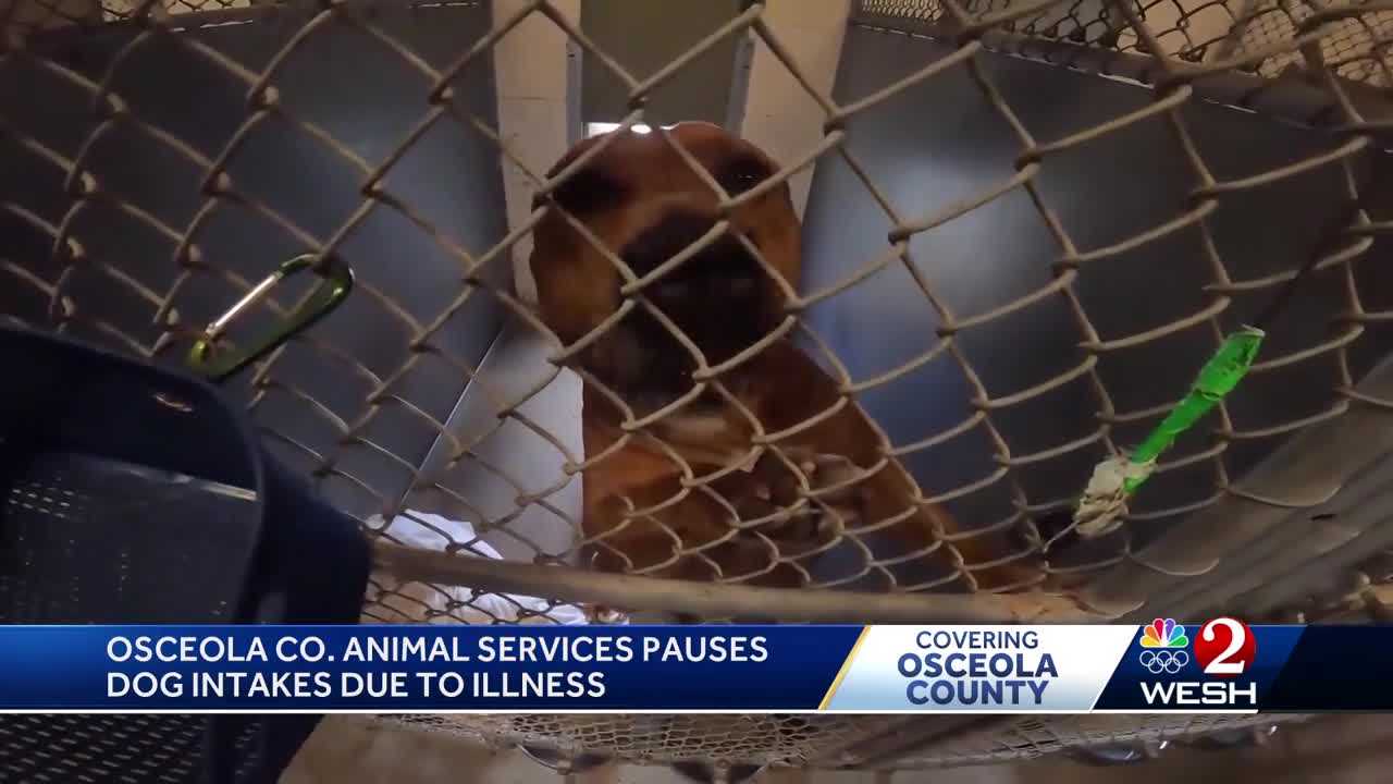 Osceola County Animal Services pauses dog intakes due to illness