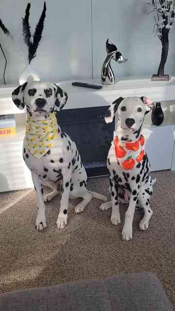 Dogs Being Adorable & Funny - Try Not to Smile!