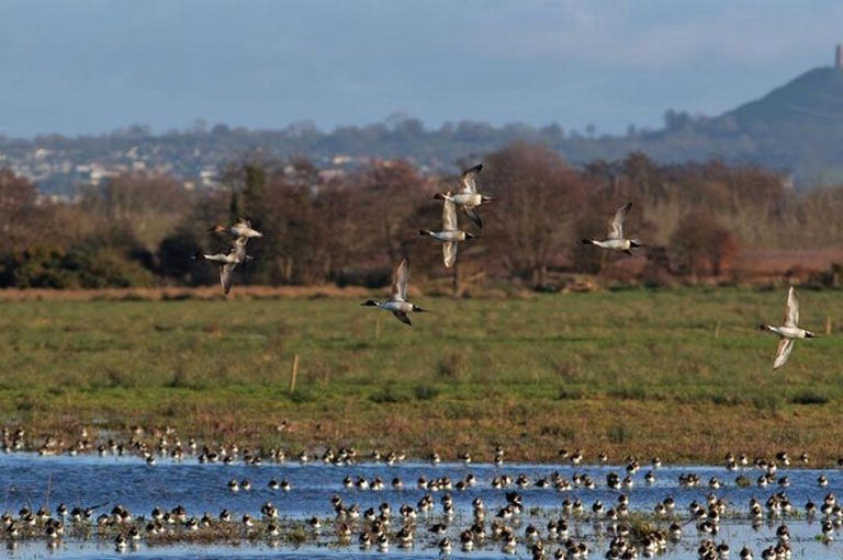 Critical appeal launched to help protect flagship Somerset nature reserve