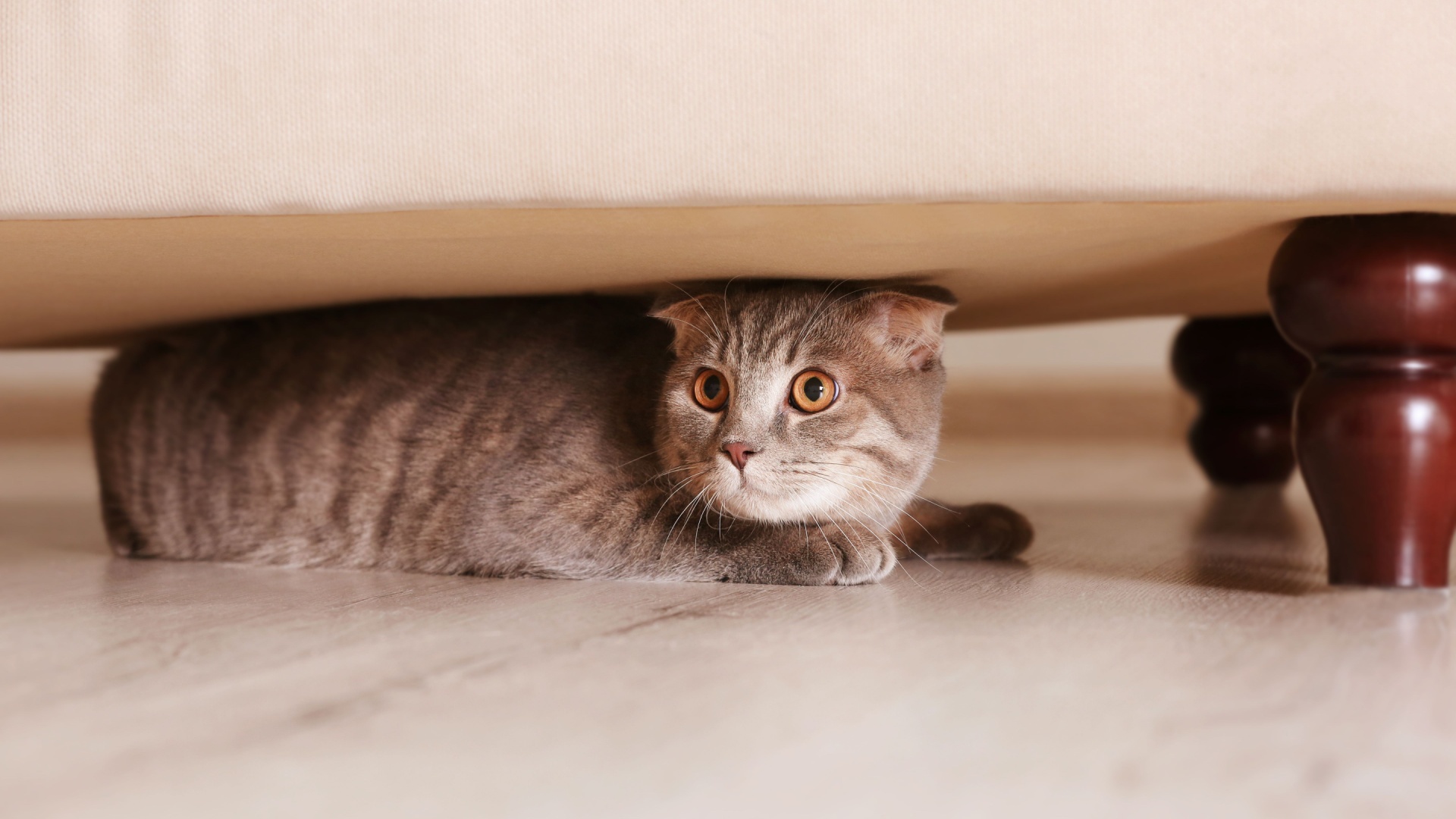 7 Signs Your Cat Could Be In Pain