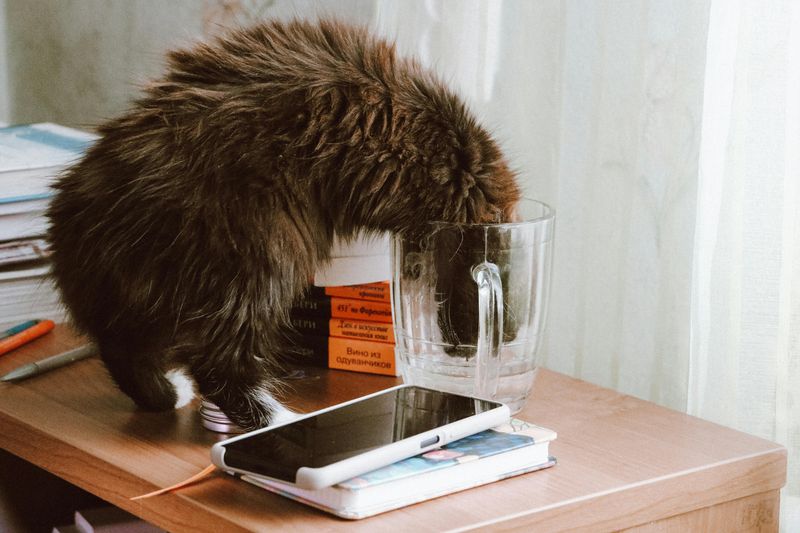 7 Signs Your Cat Could Be In Pain