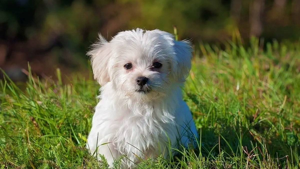 20 detalles diarios que tu perro valora más de lo que imaginas